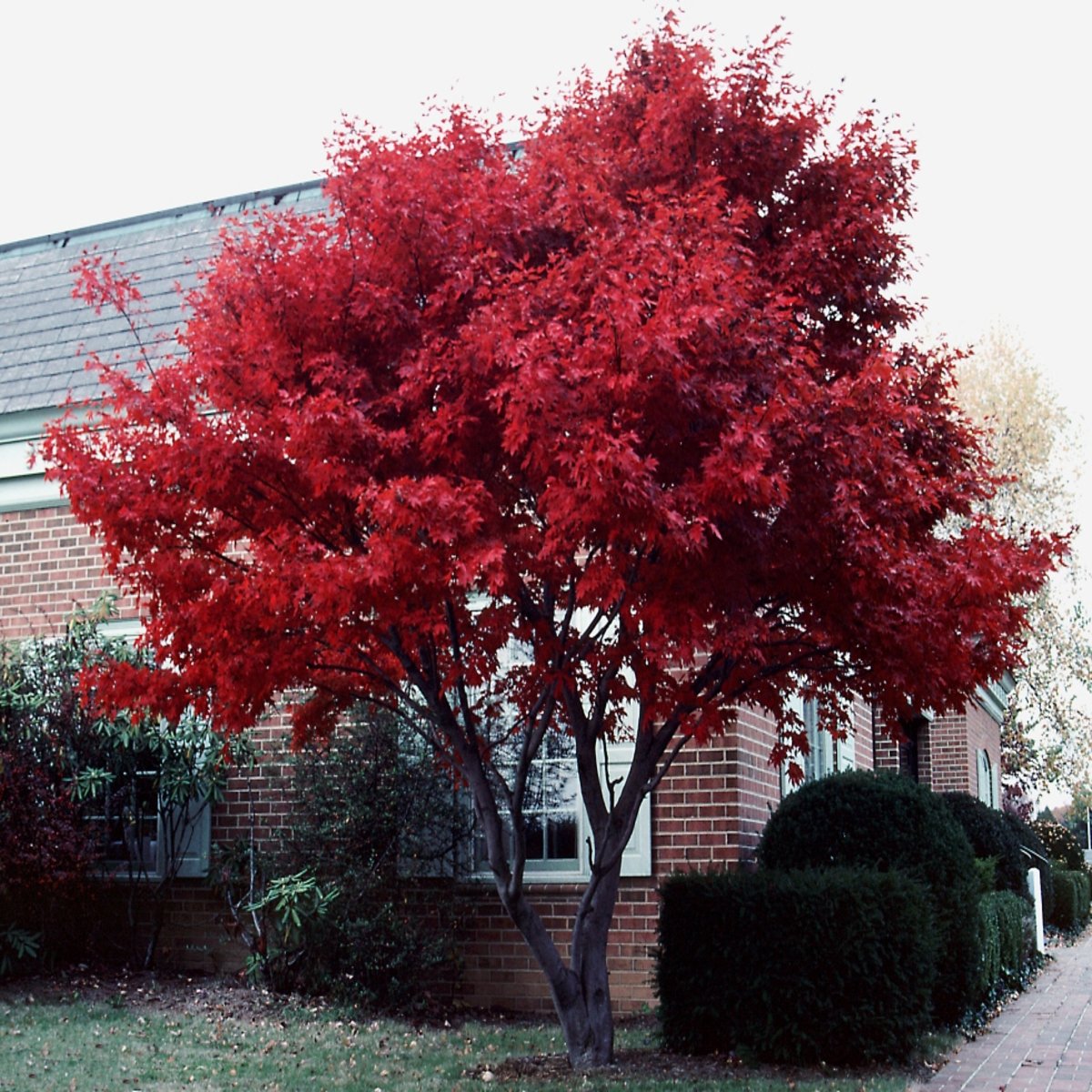 Acer Palmatum Japanese Maple | SiteOne