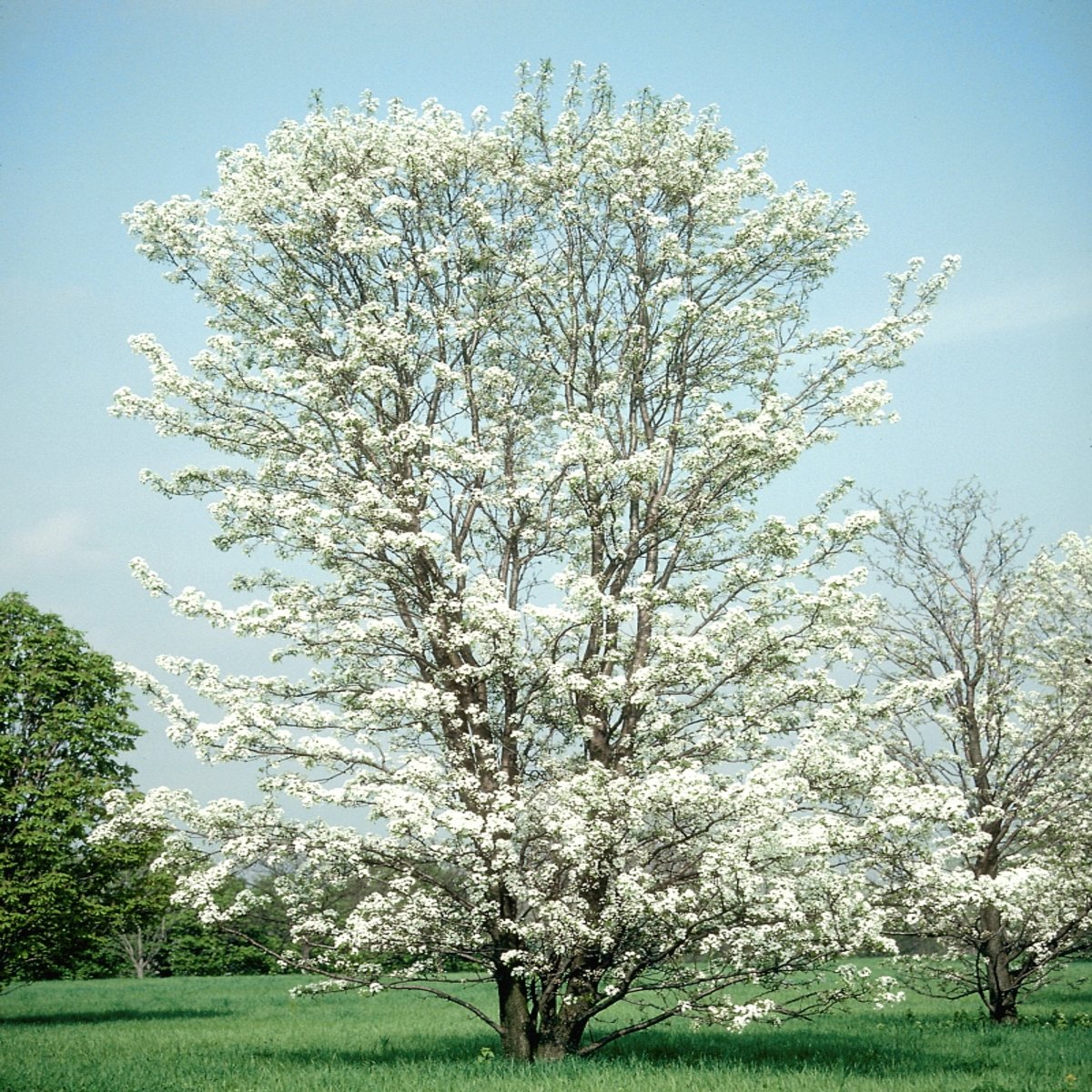 Pyrus Calleryana Aristocrat Flowering Pear | SiteOne