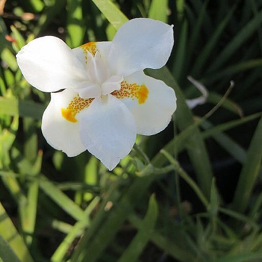 Dietes X Lemon Drop Fortnight Lily | SiteOne