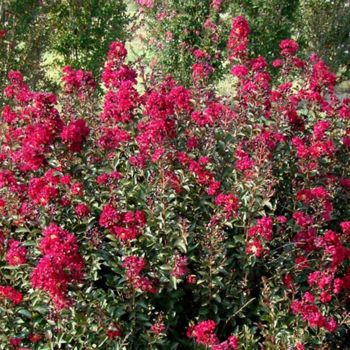Lagerstroemia Indica Double Feature Crape Myrtle | SiteOne
