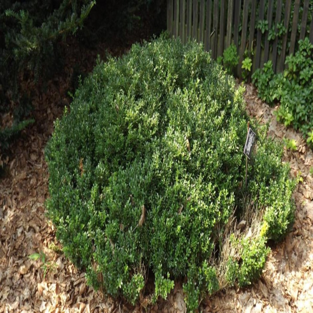 Buxus Sinica var. Insularis Nana Korean Boxwood | SiteOne
