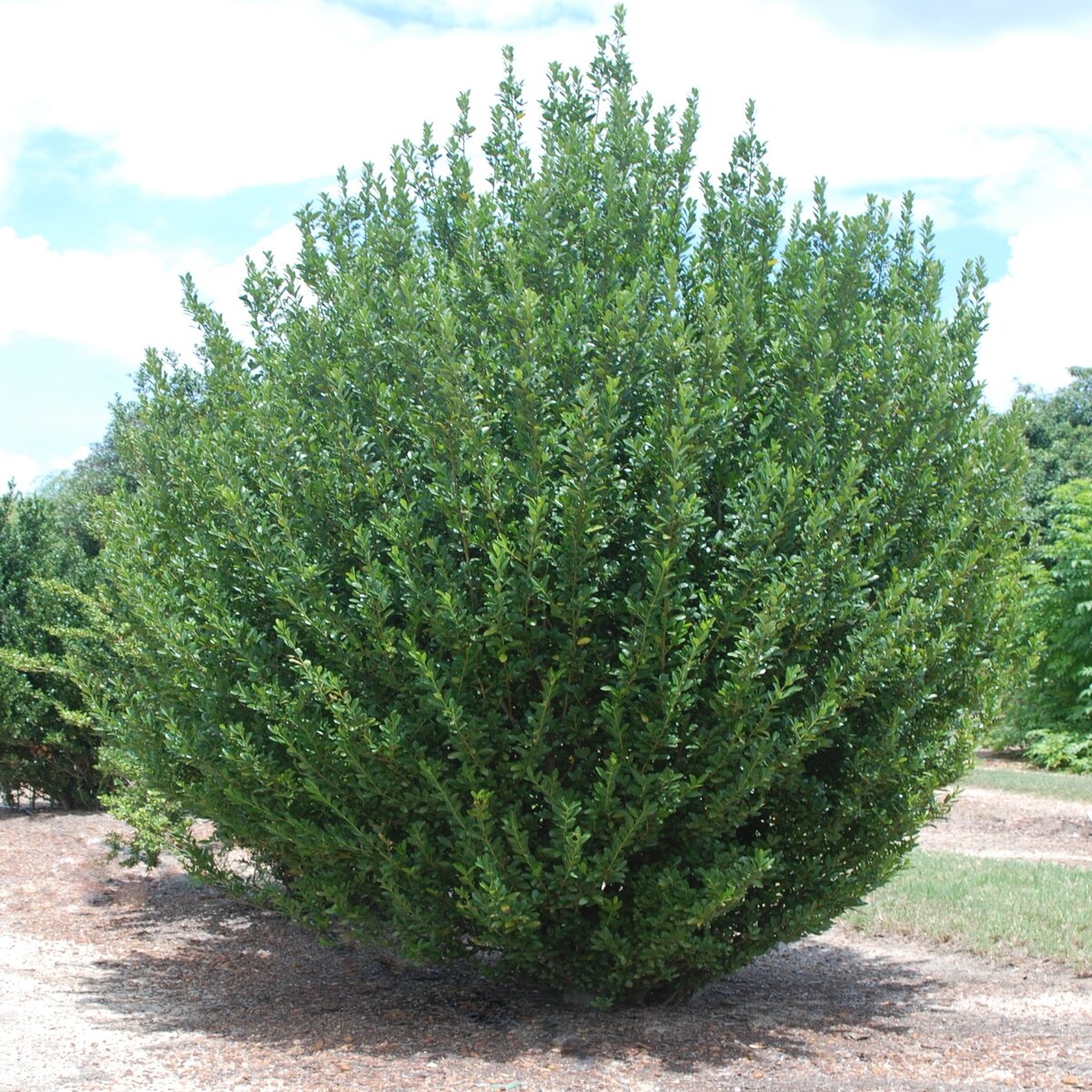 Ilex X Emerald Colonnade Holly | SiteOne