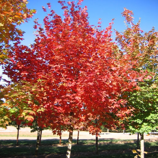 Acer Saccharum Flashfire Sugar Maple | SiteOne