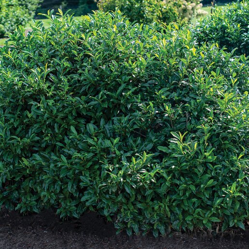 Prunus Laurocerasus Chestnut Hill English Laurel | SiteOne