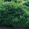 Prunus Laurocerasus Chestnut Hill English Laurel | SiteOne