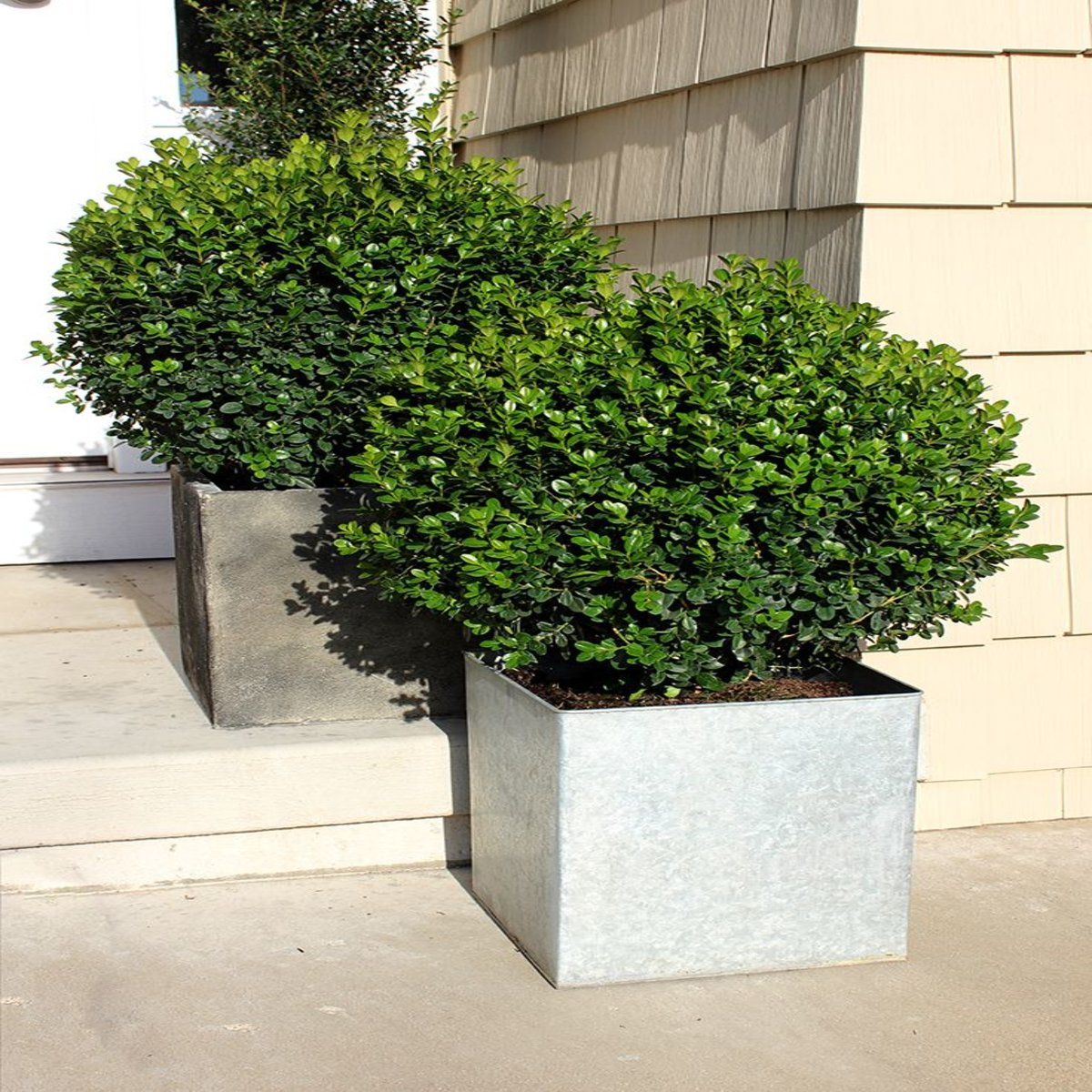Buxus Microphylla Sprinter Boxwood | SiteOne