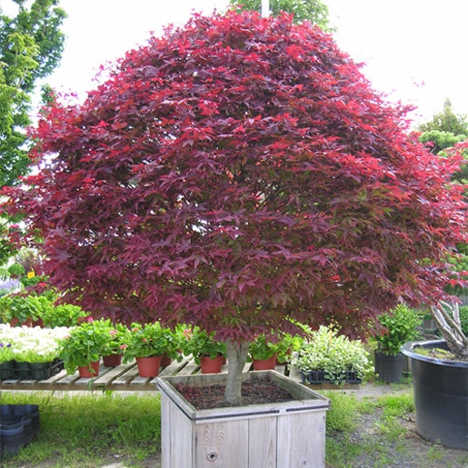 Acer Palmatum Rhode Island Red Japanese Maple | SiteOne
