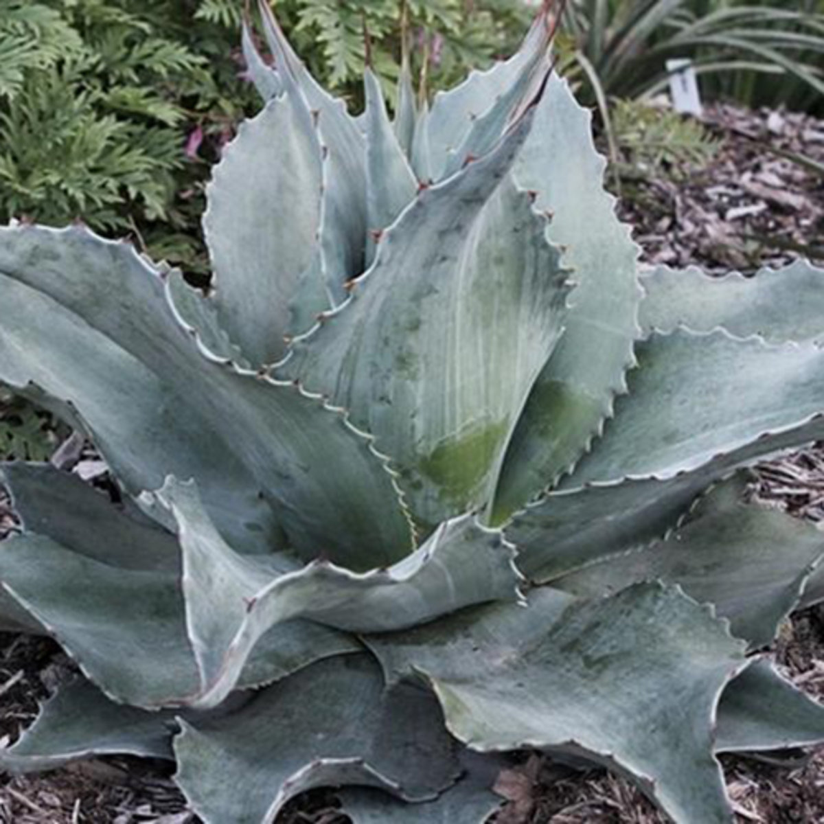 Agave Ovatifolia Vanzie Whales Tongue Agave | SiteOne