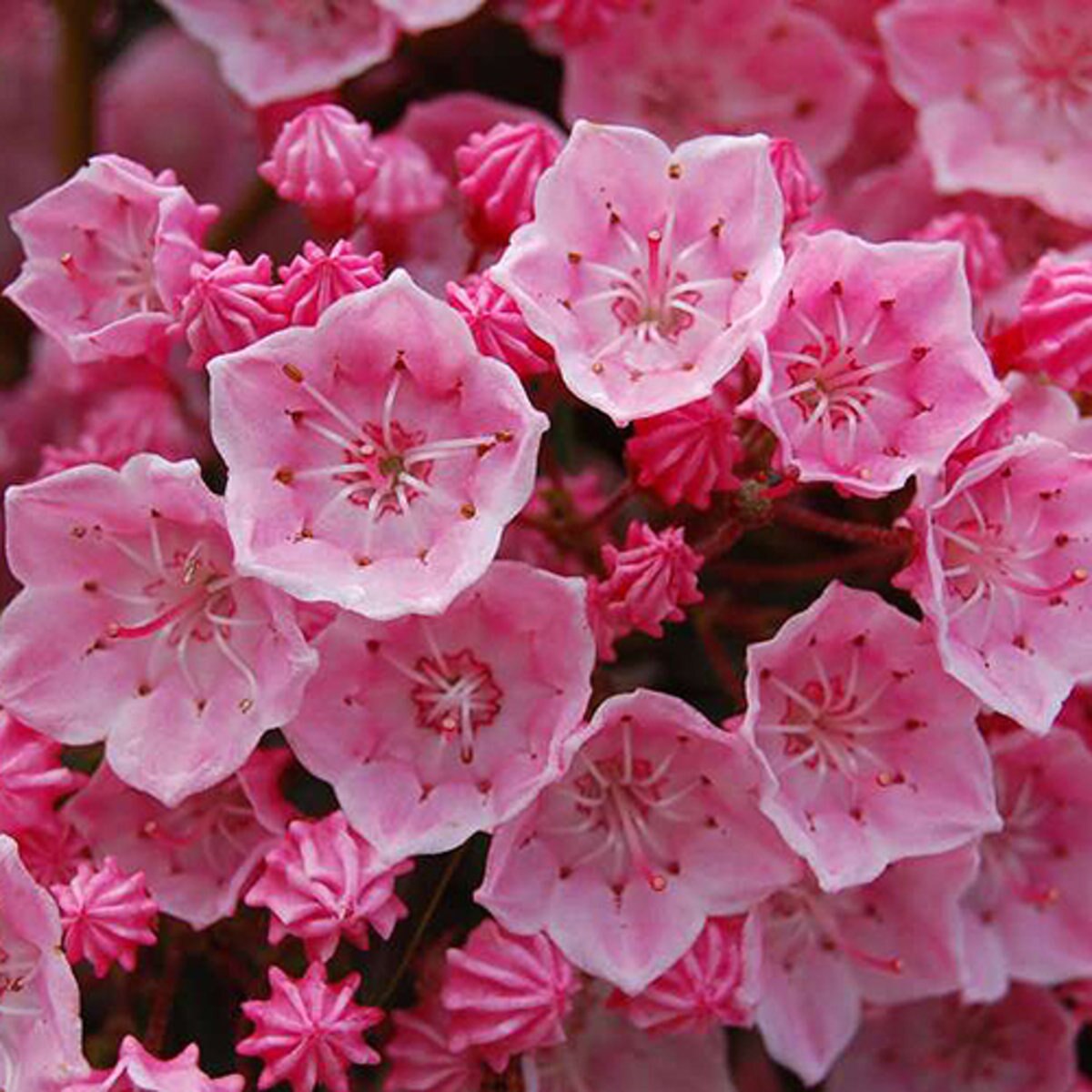 Kalmia Latifolia Tinkerbell Mountain Laurel | SiteOne
