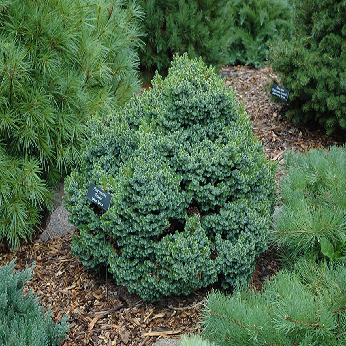 Picea Omorika Pimoko Serbian Spruce | SiteOne