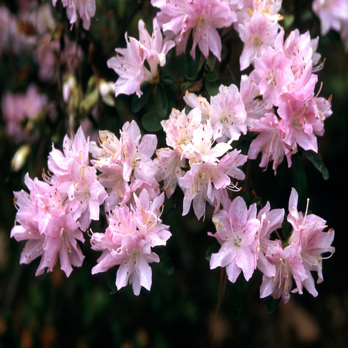 Rhododendron X Pink Pearl Azalea | SiteOne
