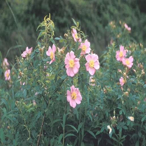 Rosa Palustris Swamp Rose | SiteOne