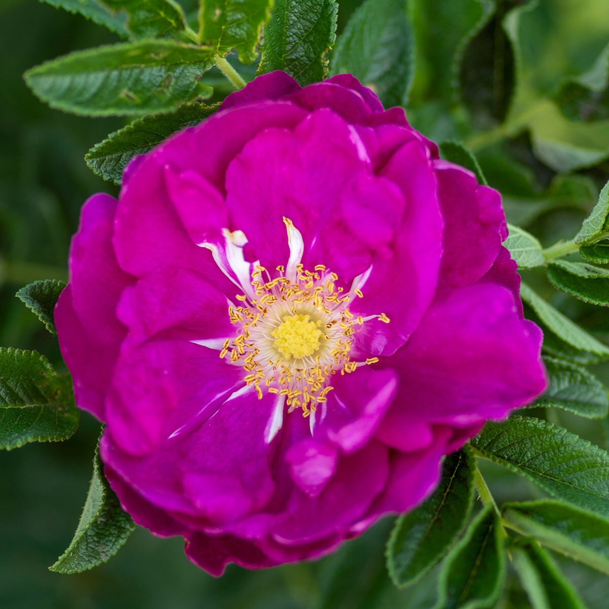 Rosa Rugosa Purple Pavement Japanese Rose | SiteOne