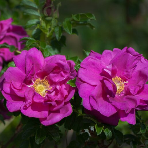 Rosa Rugosa Purple Pavement Japanese Rose | SiteOne