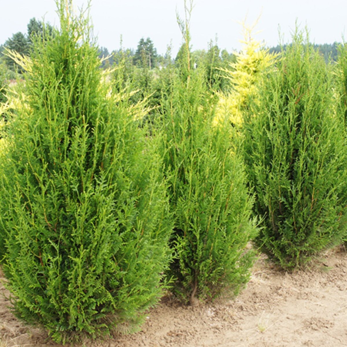 Thuja Plicata Virescens Western Red Cedar | SiteOne