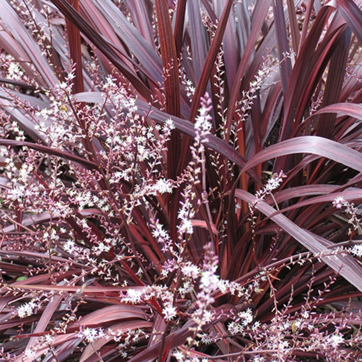 Cordyline X Festival Jurred Burgundy Dracaena | SiteOne