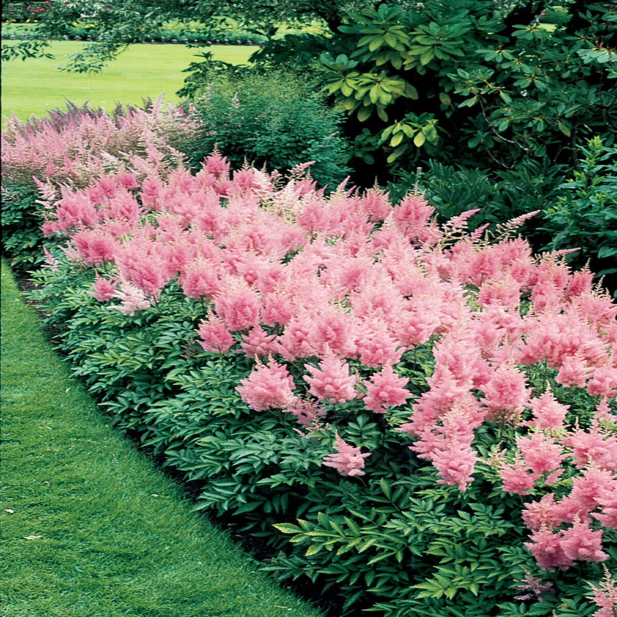 Astilbe Chinense Spotlight Chinese Astilbe | SiteOne