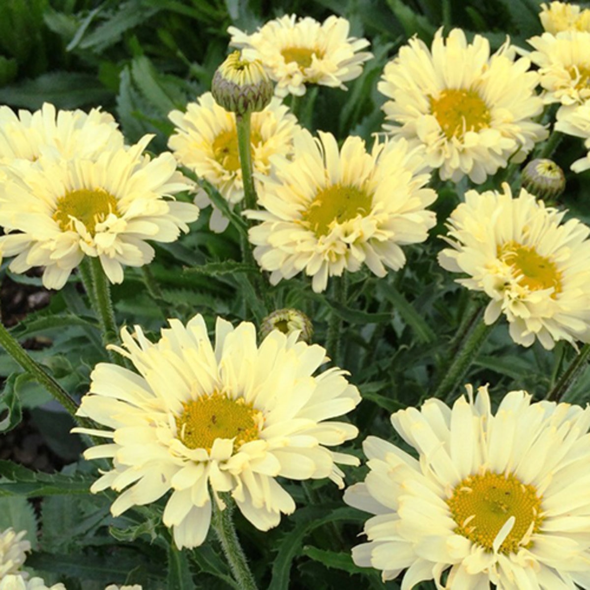 Leucanthemum X Superbum Real Dream Shasta Daisy | SiteOne