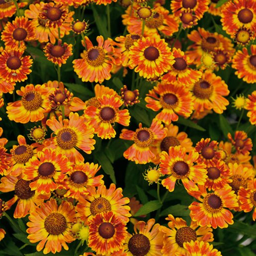 Helenium Autumnale Mariachi Fuego Sneezeweed | SiteOne