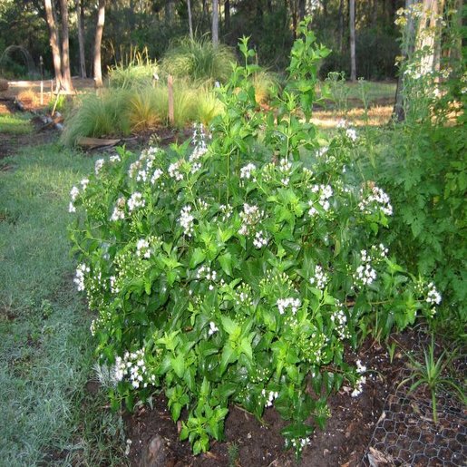 Eupatorium Havanense Mistflower | SiteOne