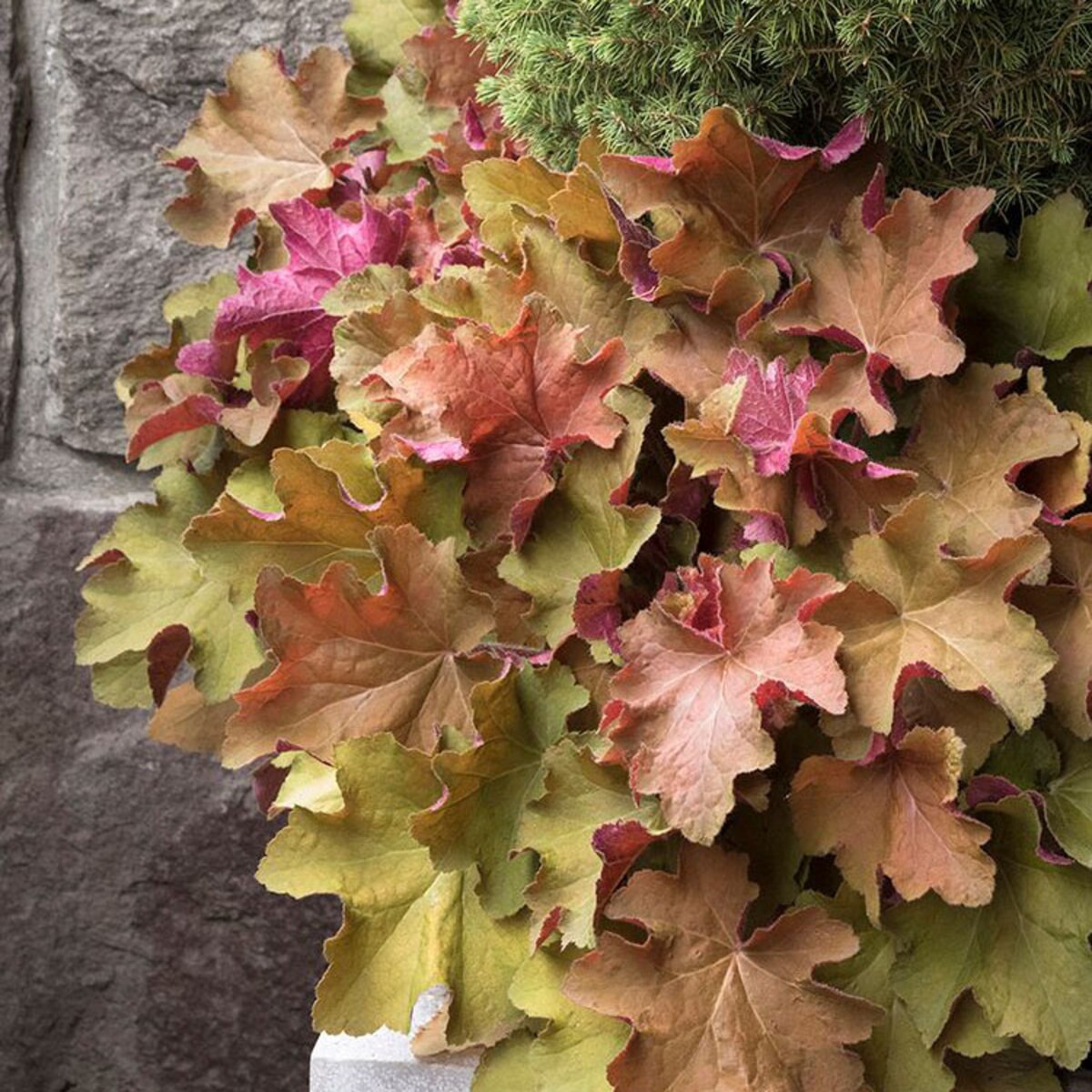 Heuchera X Villosa Mega Caramel Coral Bells | SiteOne