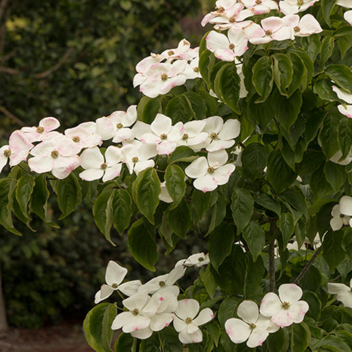 Cornus X Rutgersensis Hyperion Dogwood | SiteOne