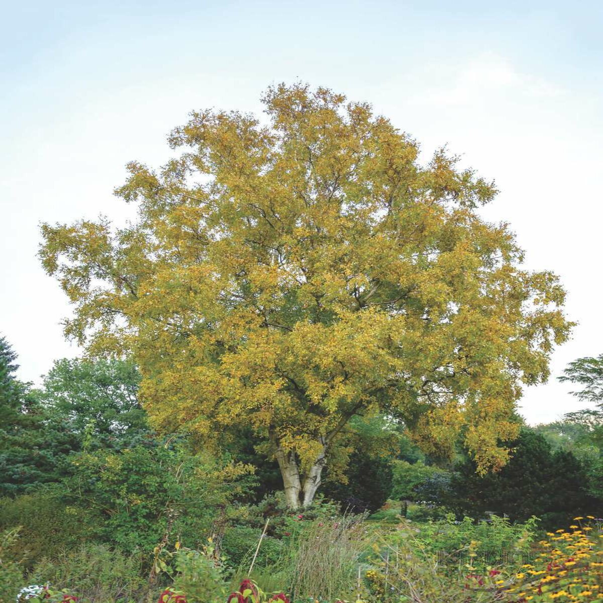 Betula Platyphylla var. Japonica Asian White Birch | SiteOne