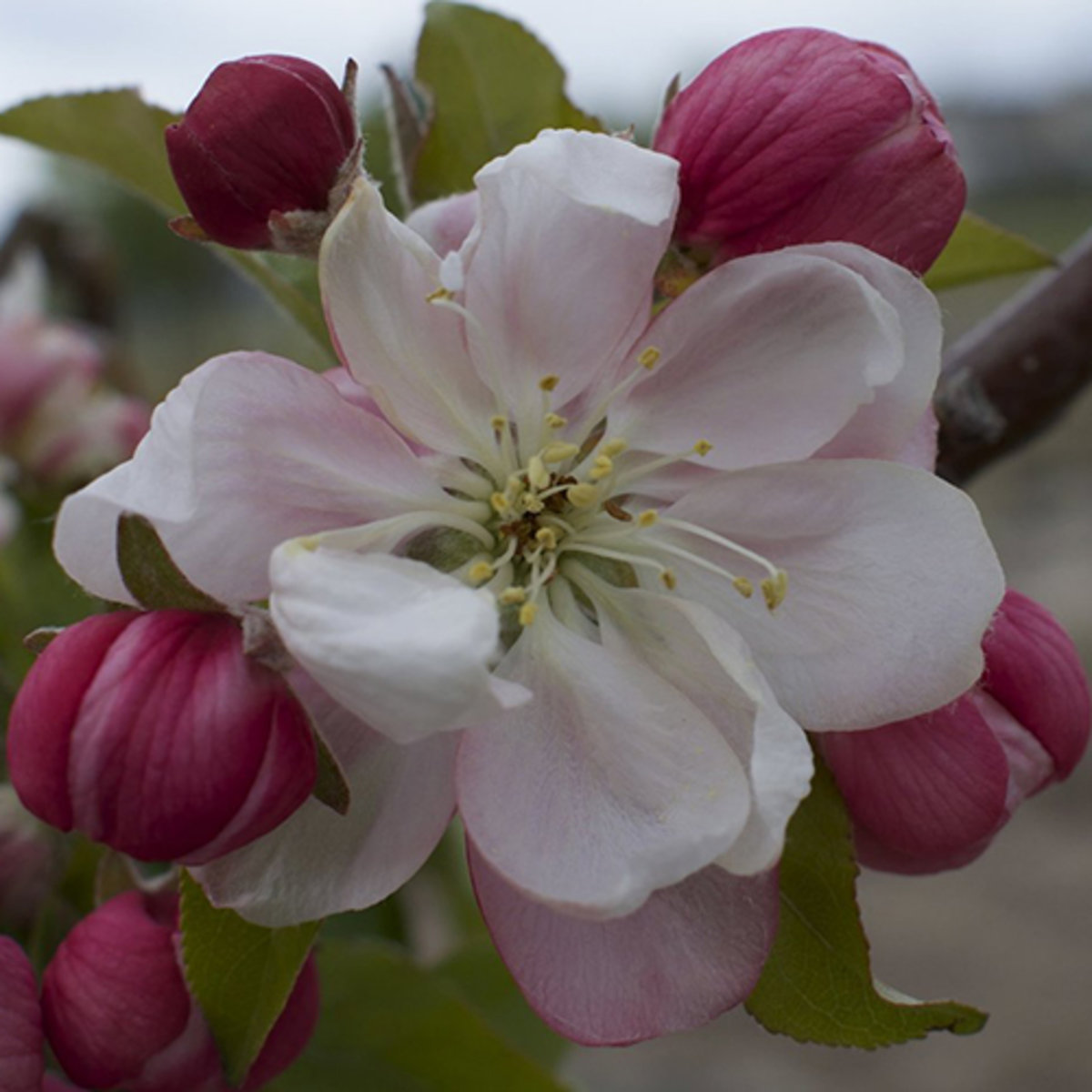Malus X Marilee Crabapple | SiteOne