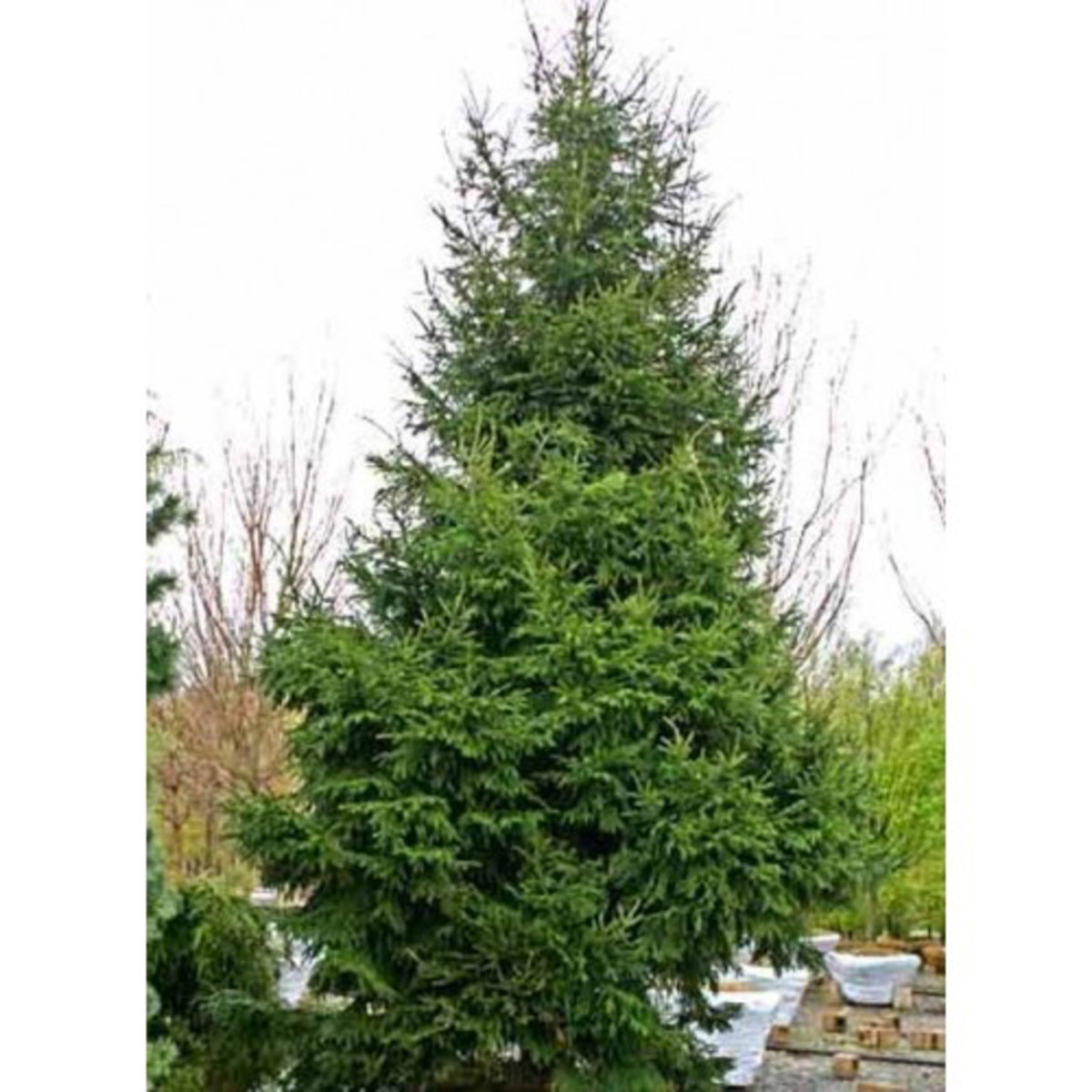 Picea Orientalis Green Knight Oriental Spruce | SiteOne