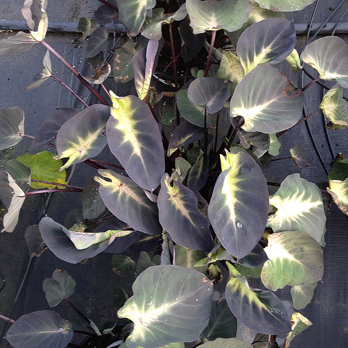 Colocasia Esculenta Royal Hawaiian Aloha Elephant Ear | SiteOne