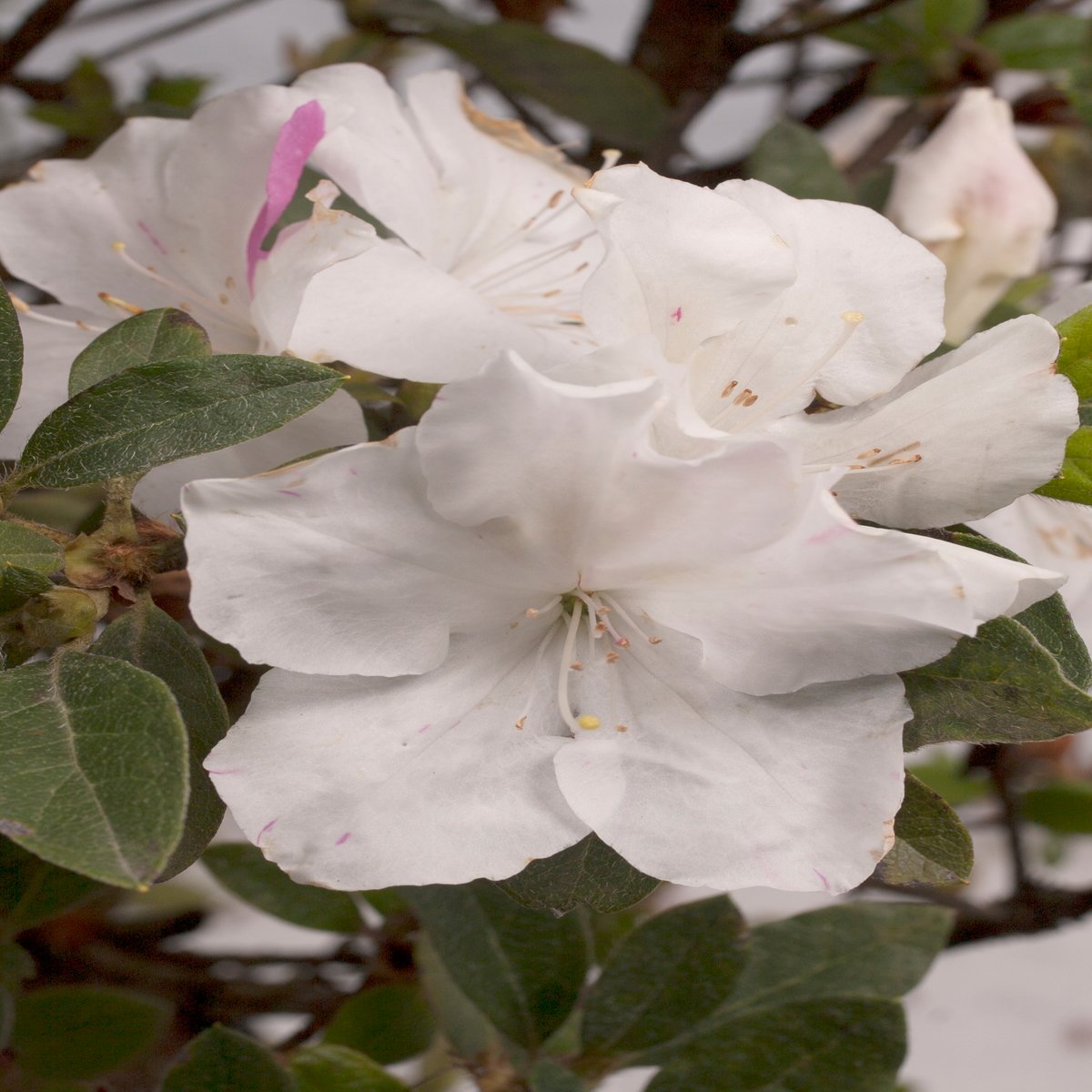 Rhododendron X Autumn Lily Encore Azalea | SiteOne