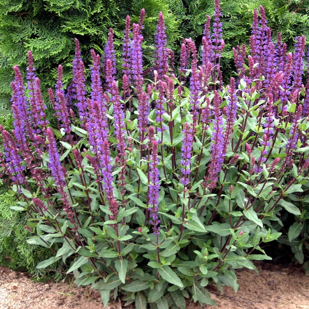 Salvia Nemorosa Caradonna Woodland Sage | SiteOne