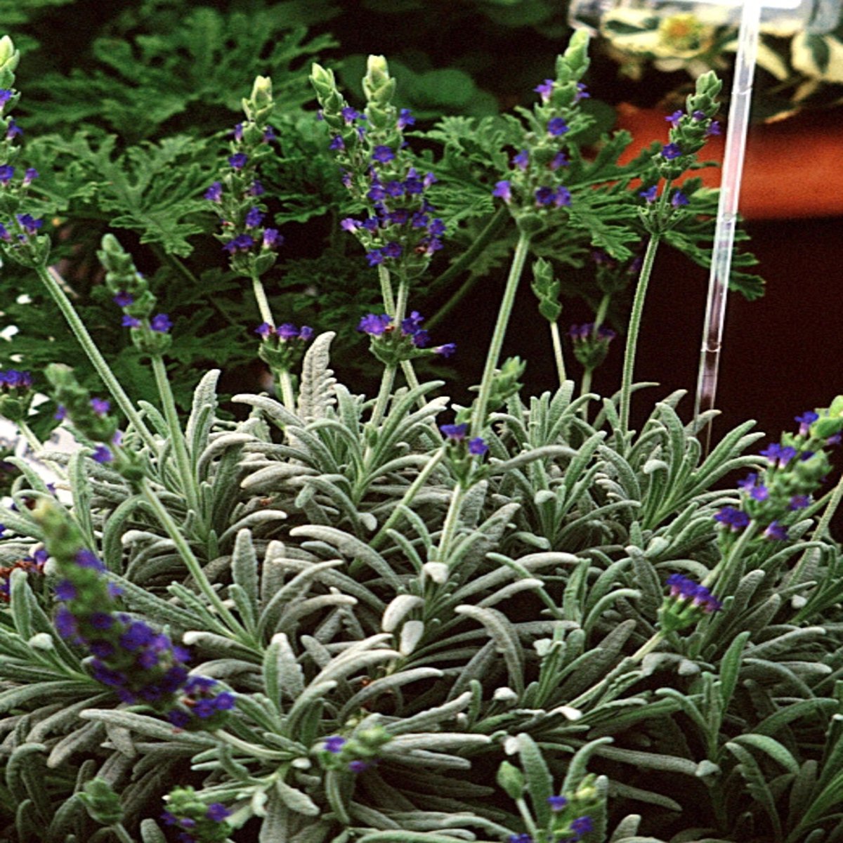 Lavandula X Ginginsii Goodwin Creek Grey English Lavend | SiteOne