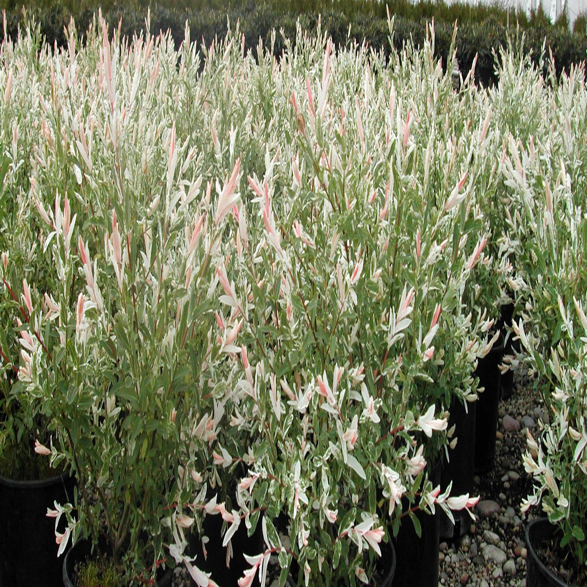 Salix Integra Hakuro Nishiki Dappled Willow | SiteOne