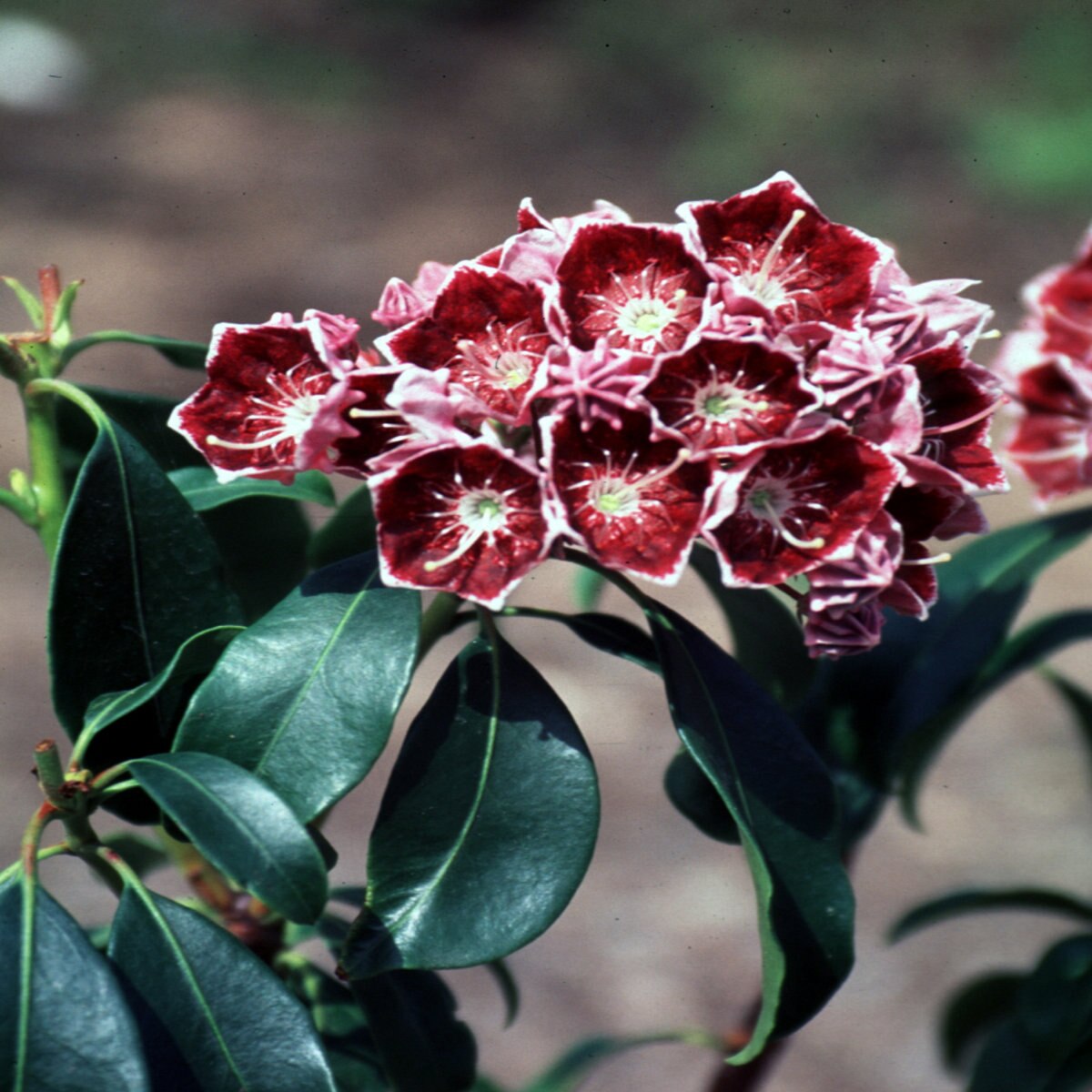 Kalmia Latifolia Keepsake Mountain Laurel | SiteOne