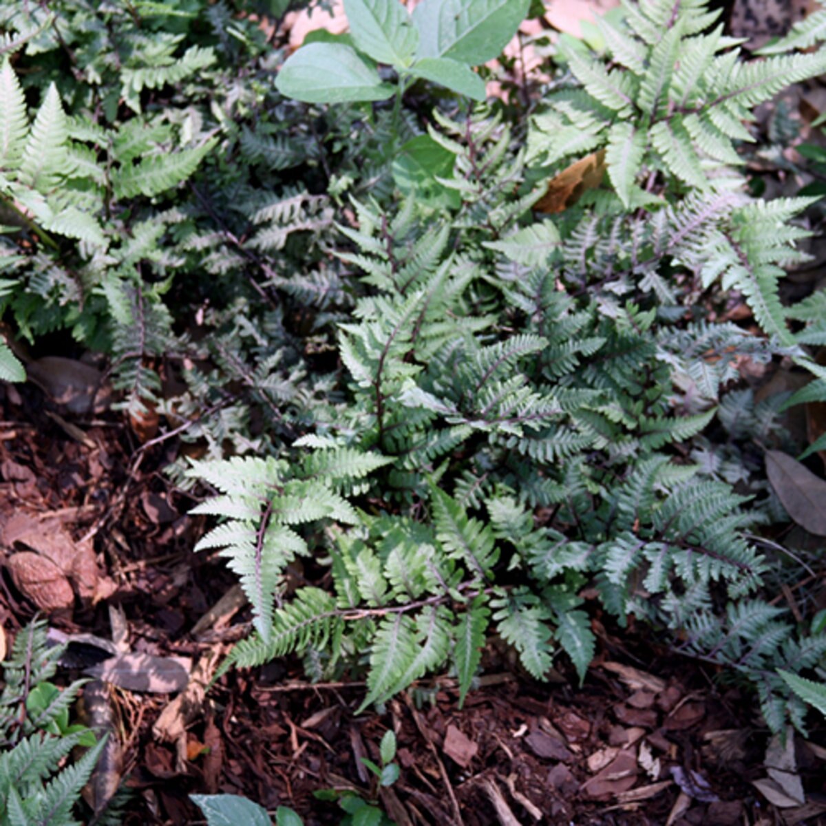 Athyrium X Ghost Lady Fern | SiteOne