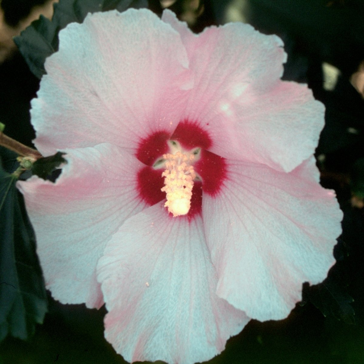 Hibiscus Syriacus Minerva Rose of Sharon | SiteOne