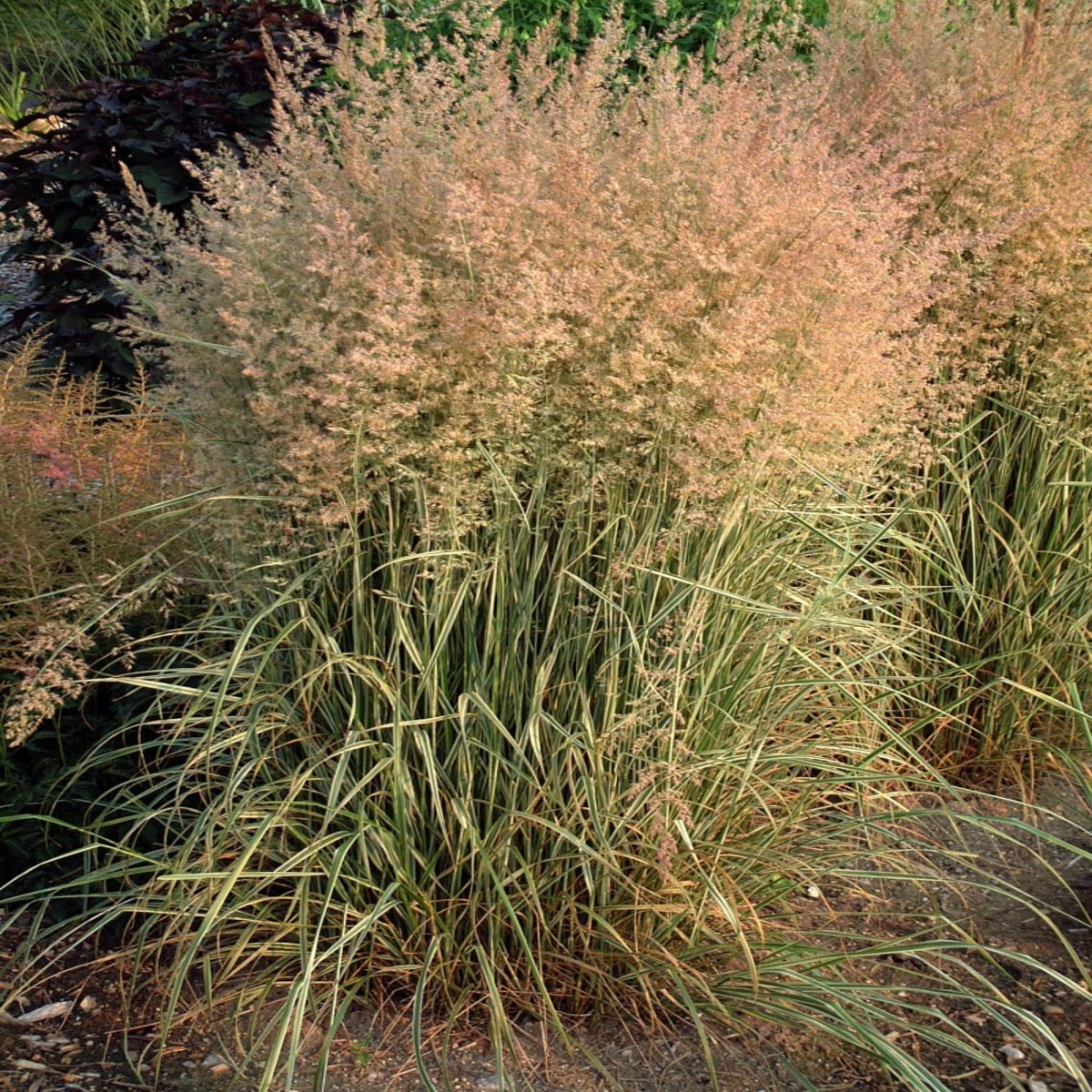 Calamagrostis X Acutiflora 'Overdam' Feather Reed Grass | SiteOne