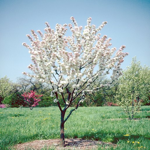 Malus X Robusta Red Sentinel Crabapple | SiteOne