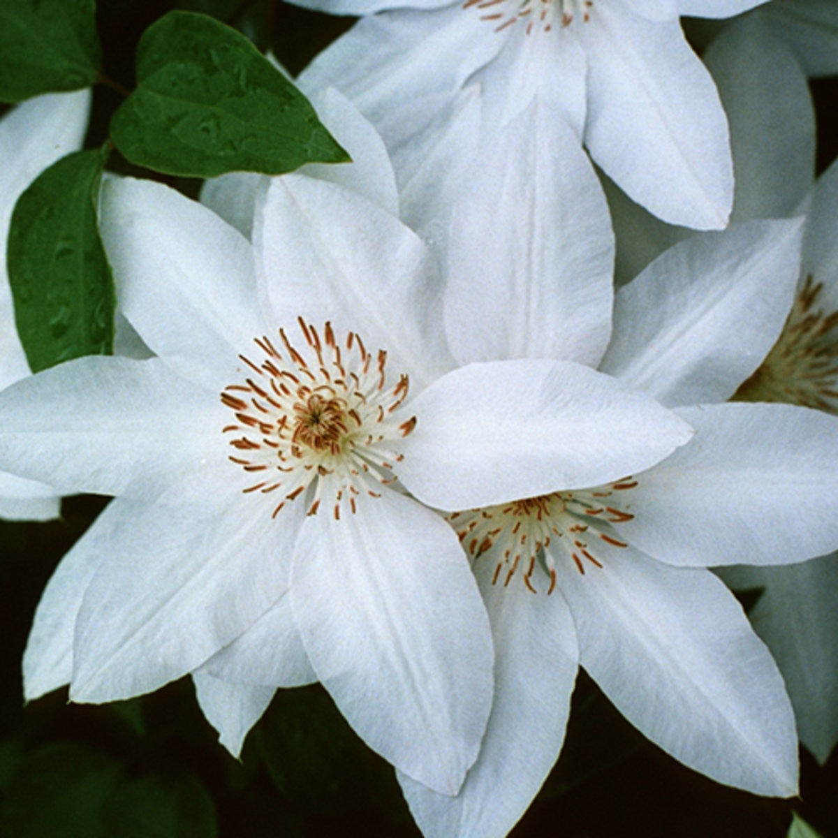 Clematis Henryi Early Large-flowered Clematis | SiteOne