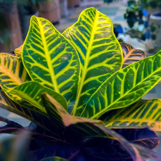 Codiaeum Variegatum var. Pictum Croton | SiteOne