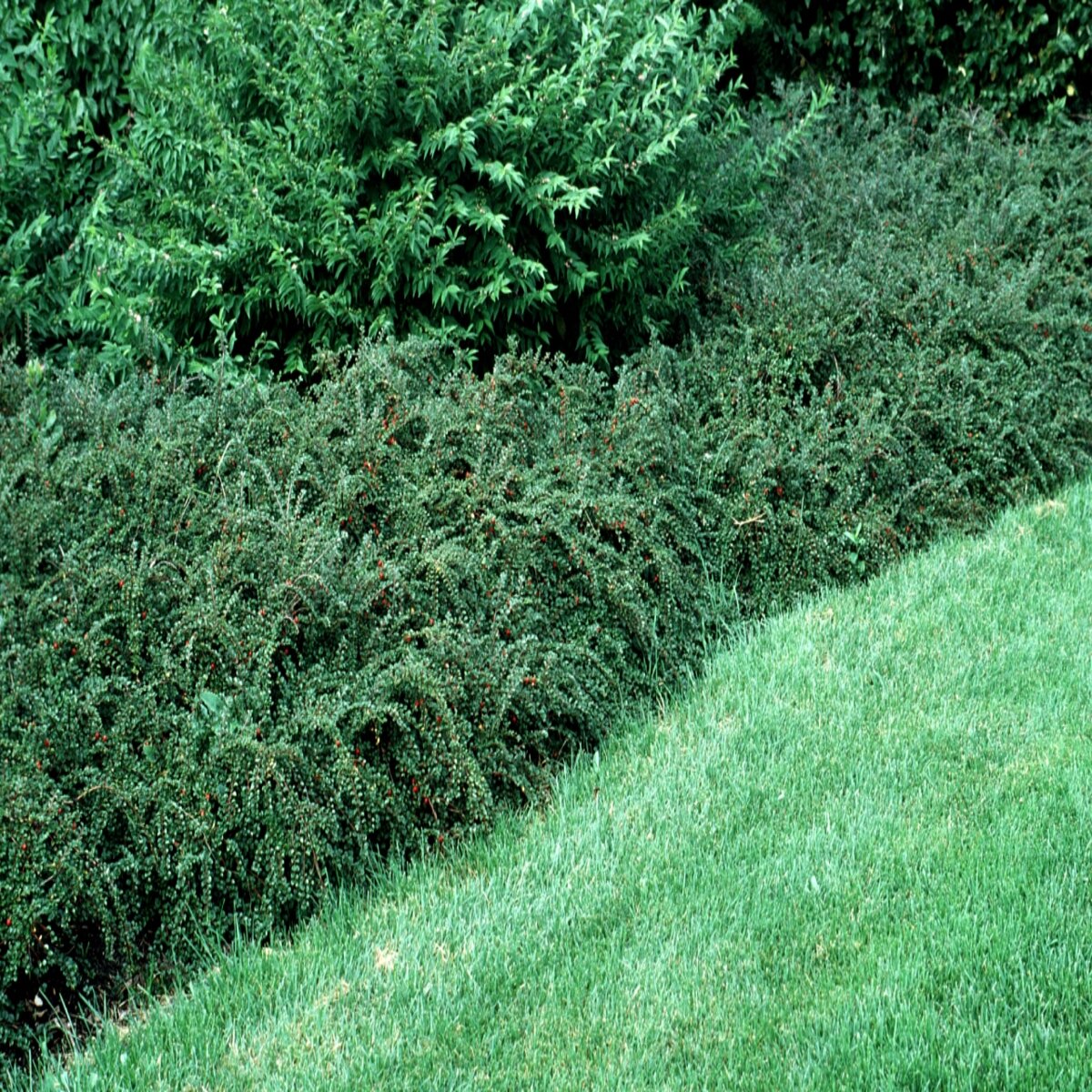 Cotoneaster X Hessei Hesse Cotoneaster | SiteOne