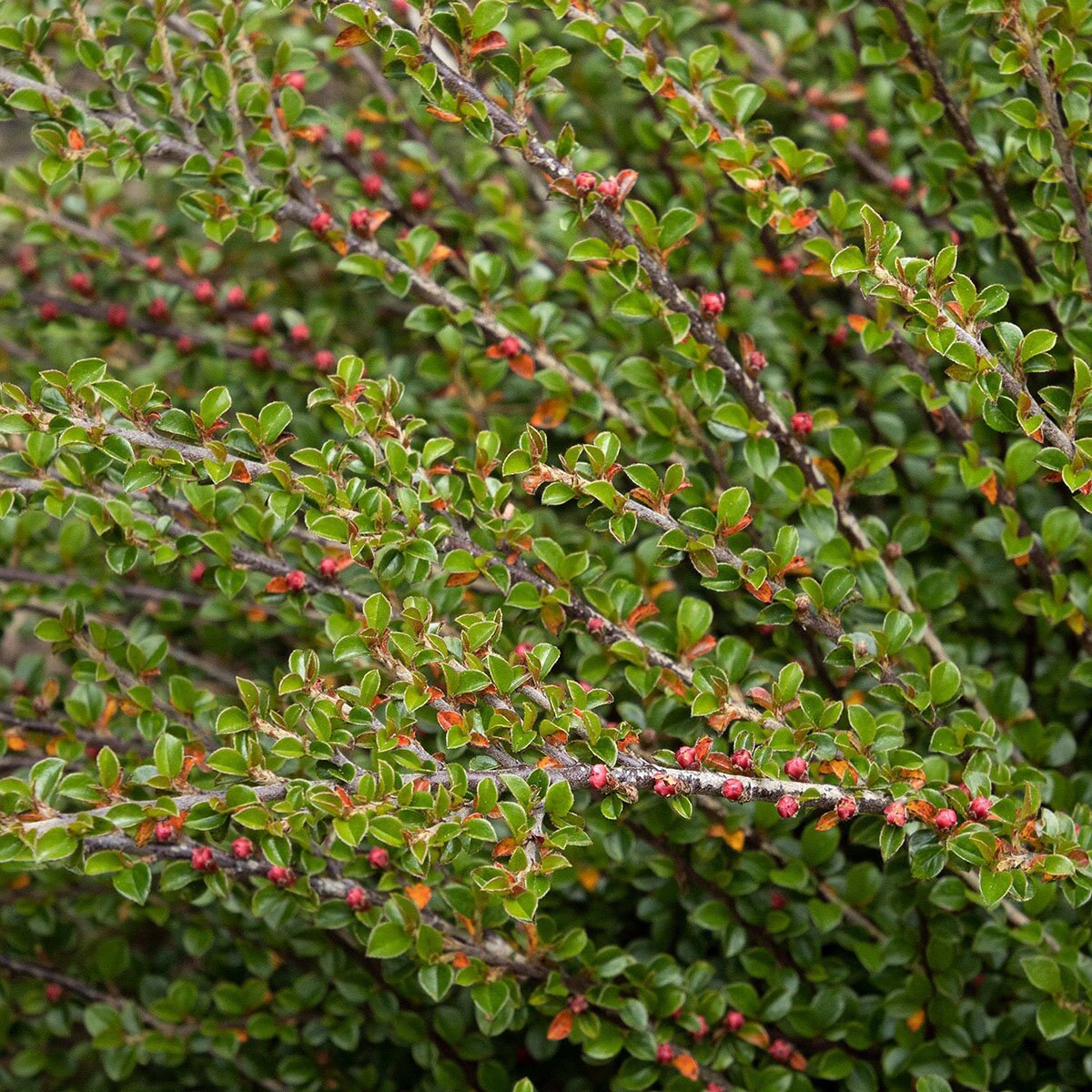 Cotoneaster Apiculatus Tom Thumb Creeping Cotoneaster | SiteOne