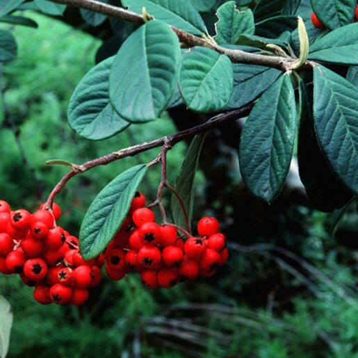 Cotoneaster Lacteus Red Clusterberry | SiteOne