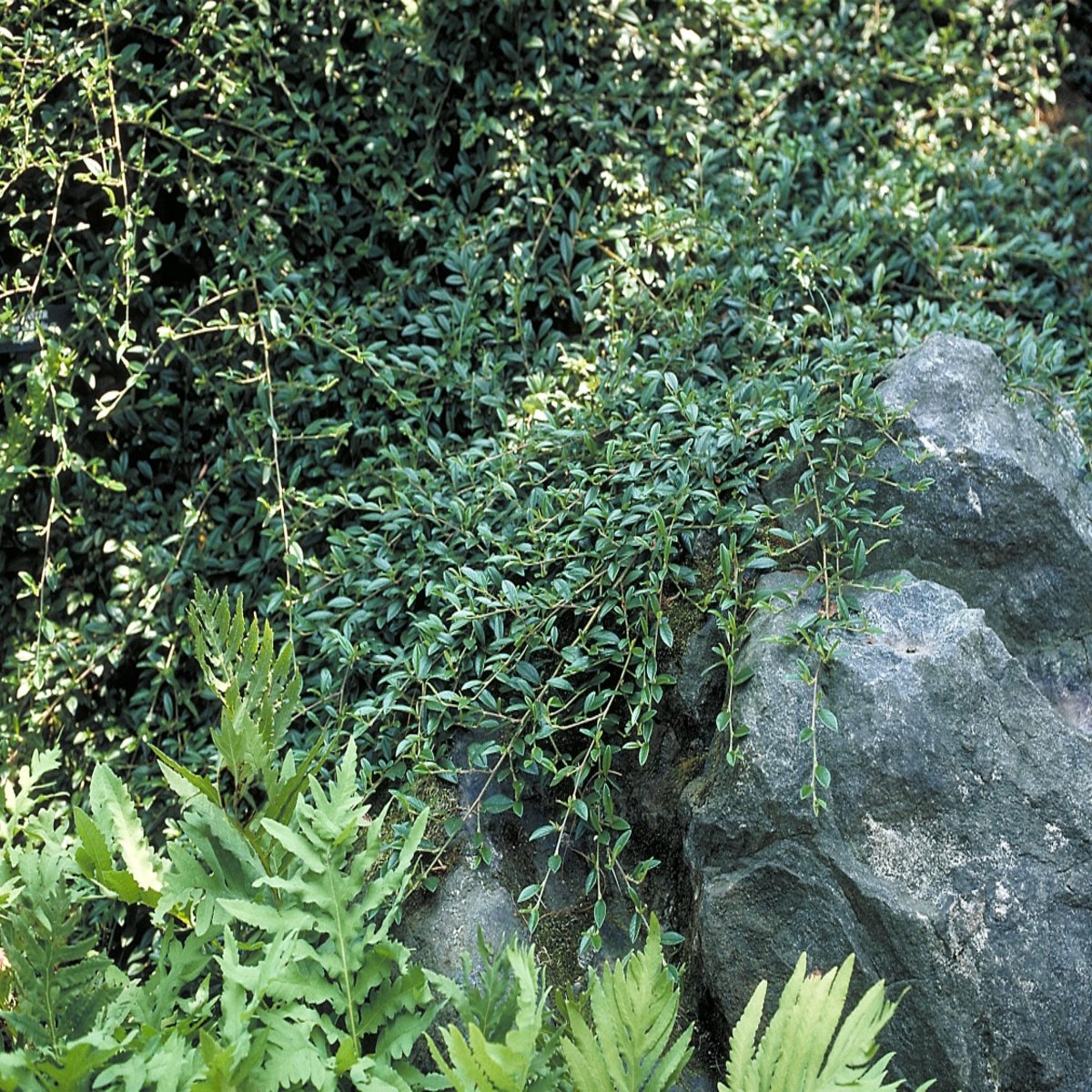 Cotoneaster Salicifolius Repens Willowleaf Cotoneaster | SiteOne