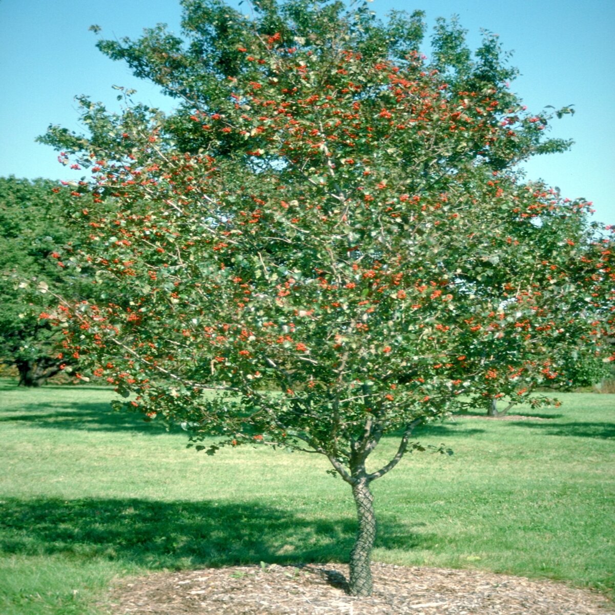 Crataegus Phaenopyrum Washington Hawthorn | SiteOne