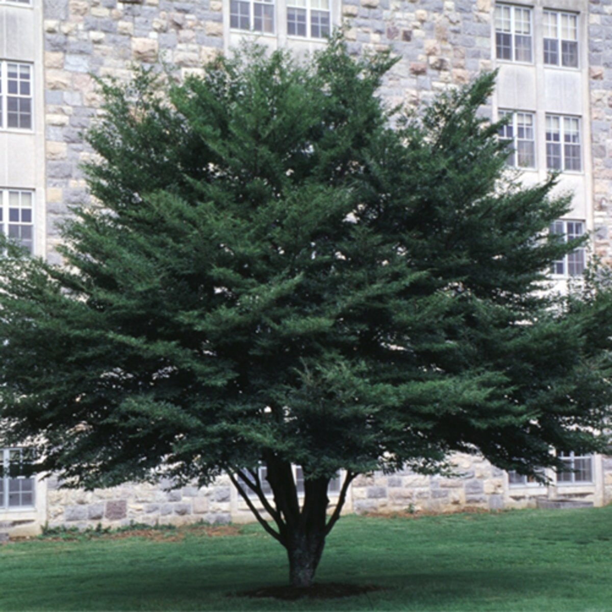 Fagus Sylvatica Asplenifolia European Beech | SiteOne