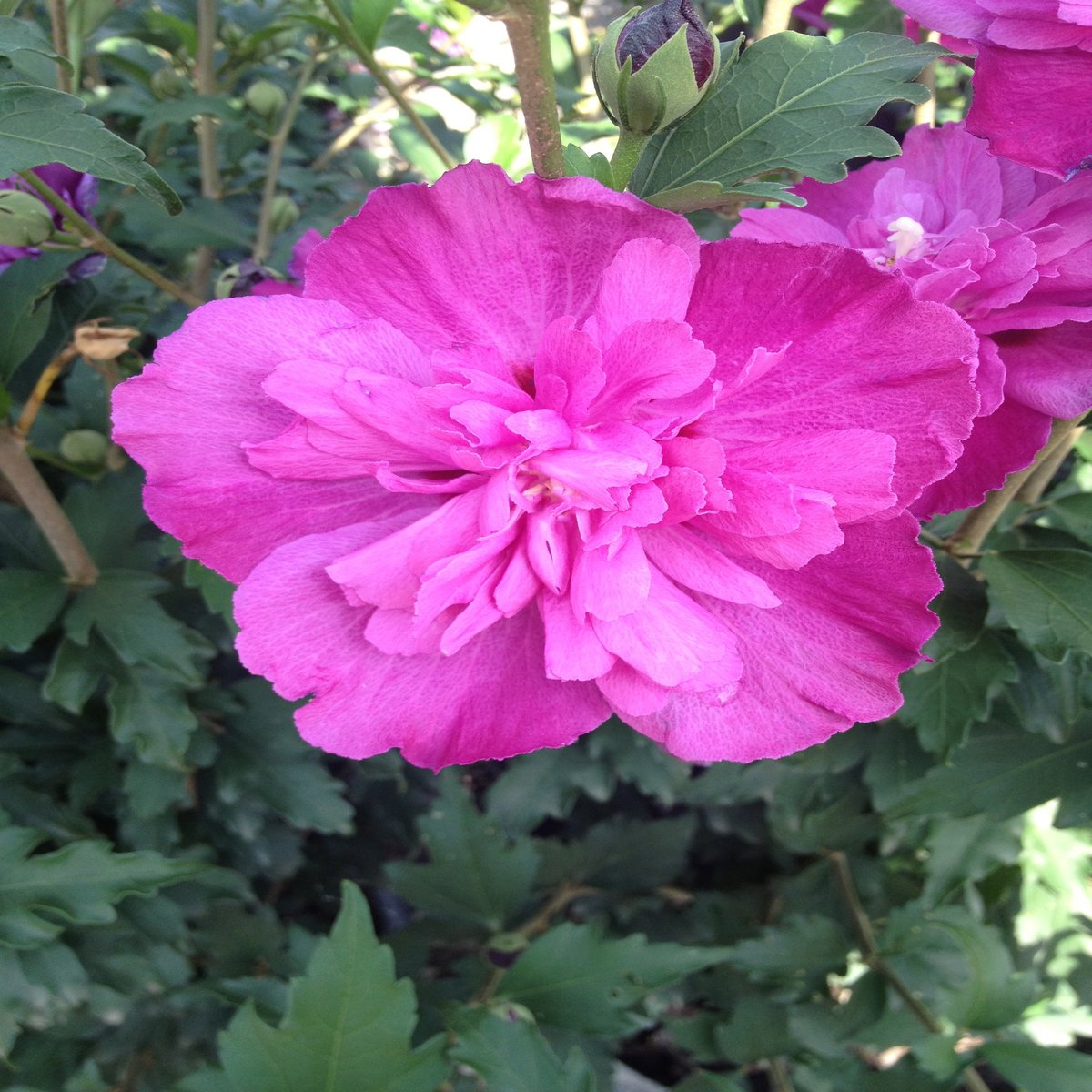 Hibiscus Syriacus Raspberry Smoothie Rose of Sharon | SiteOne