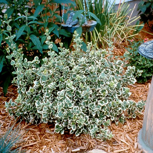 Emerald Gaiety Euonymus
