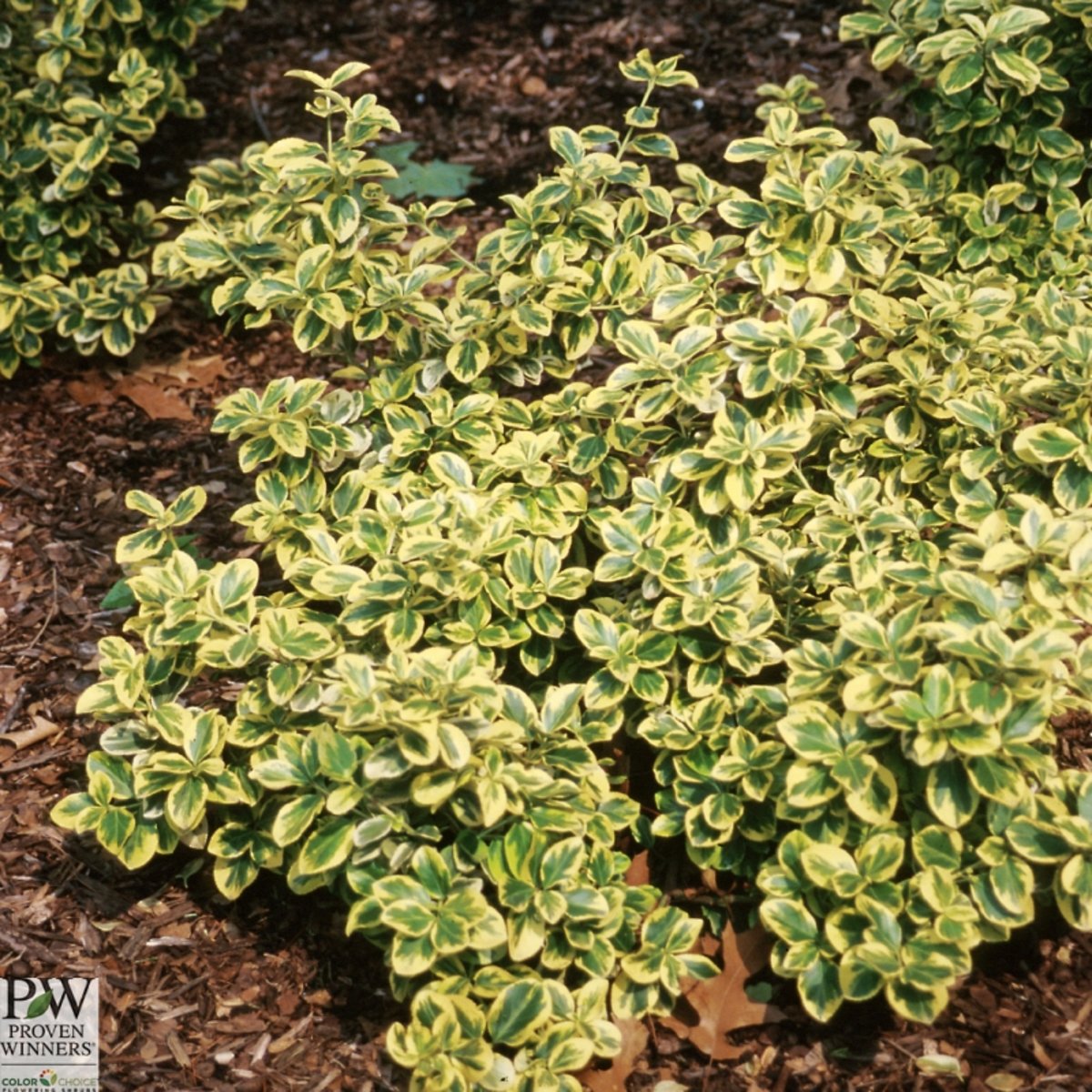 Euonymus Fortunei Gold Splash